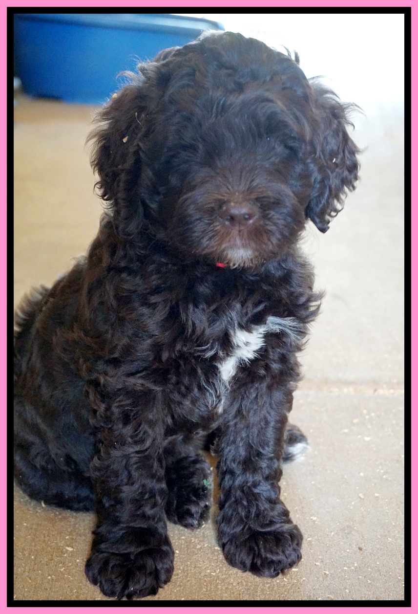 London Tucker pups 7 wks old 21