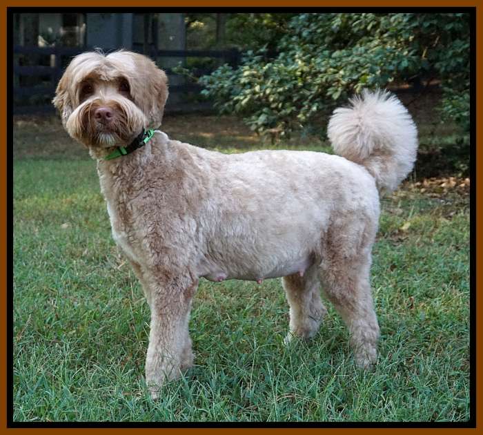Southern Charm Labradoodles - American and Australian Labradoodle puppy ...