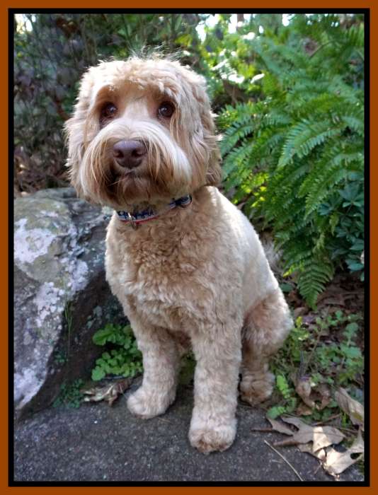 Southern Charm Labradoodles - American and Australian Labradoodle puppy ...