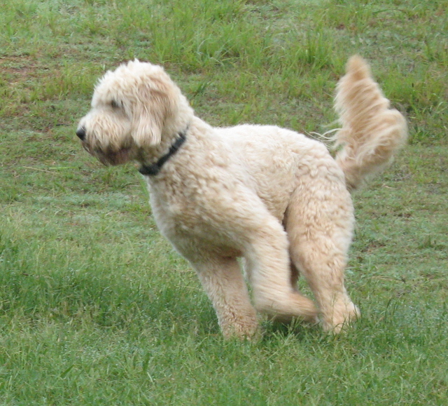 AUSTRALIAN LABRADOODLE | Australian labradoodle, Labradoodle, Dog reference